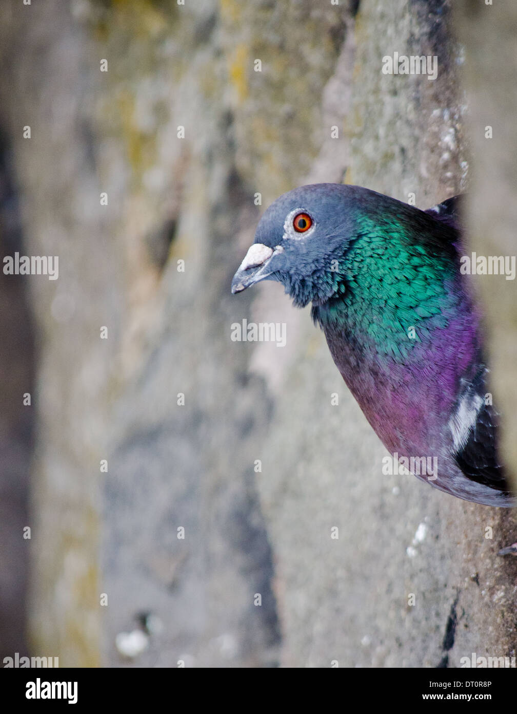 Pigeon roost hi-res stock photography and images - Alamy