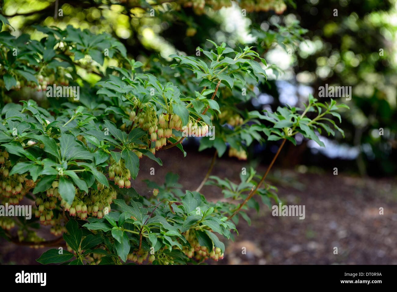 pieris japonica yellow red rim tip tipped rimmed flower flowers ...