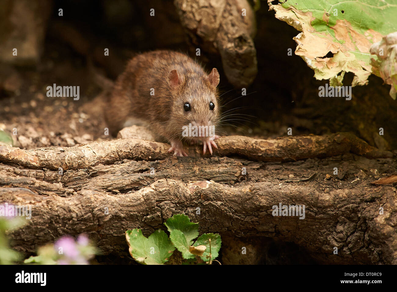 Wild brown rats hi-res stock photography and images - Alamy