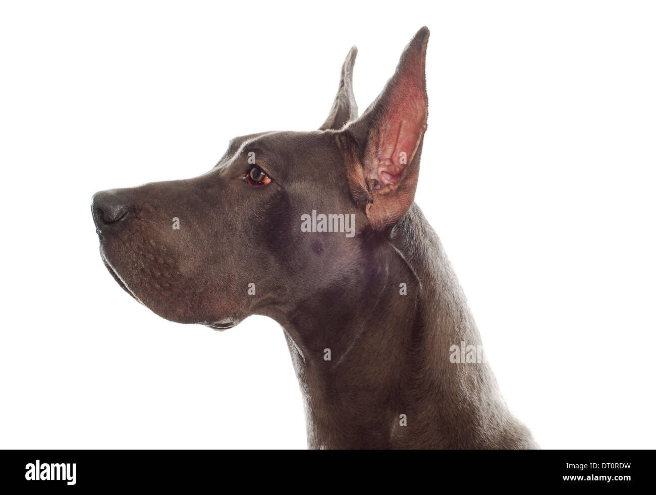 great dane head profile with ears cropped on white background Stock ...