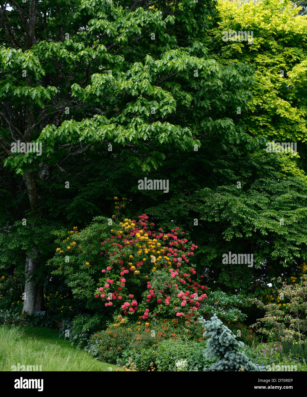 rhododendron tree shrub shrubs altamont gardens carlow ireland Stock ...