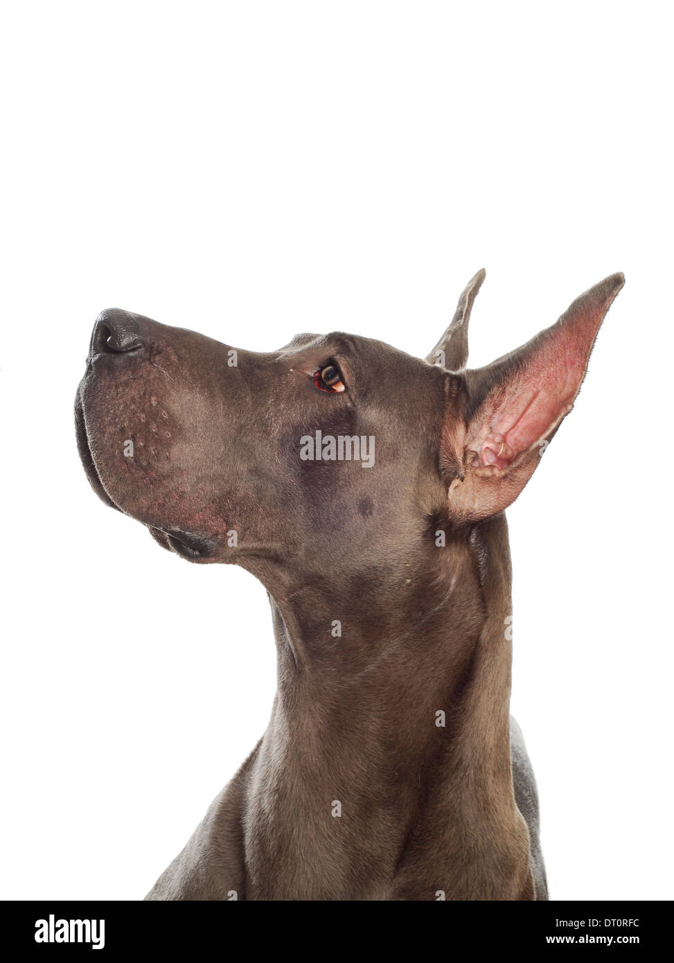 great dane looking up with cropped ears on white background Stock Photo ...