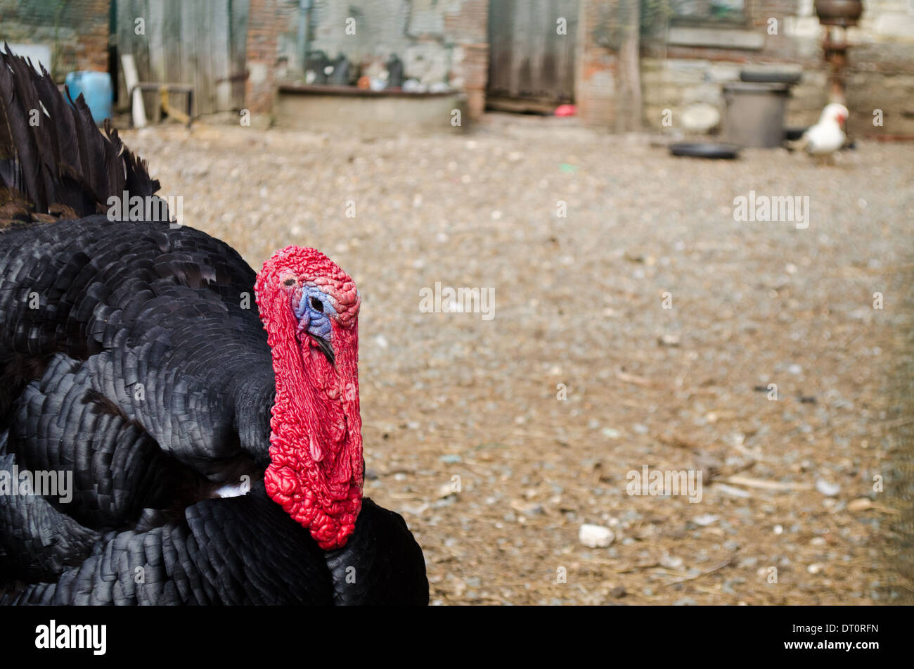 Turkey in a yard Stock Photo - Alamy