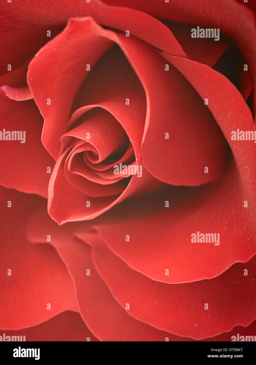 Red rose macro Stock Photo - Alamy