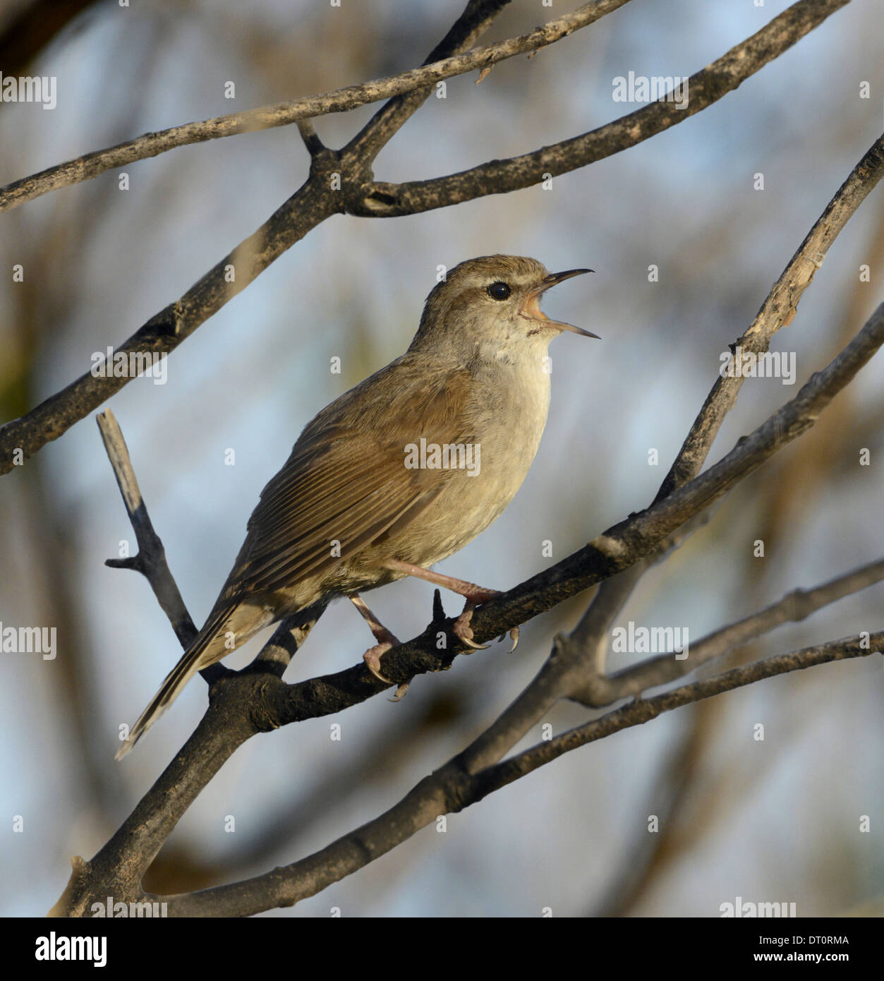 Cetti's warbler singing hi-res stock photography and images - Alamy