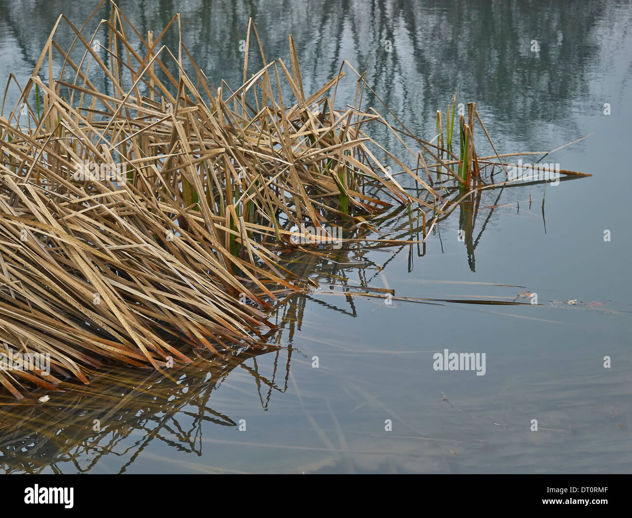 Eeds hi-res stock photography and images - Alamy