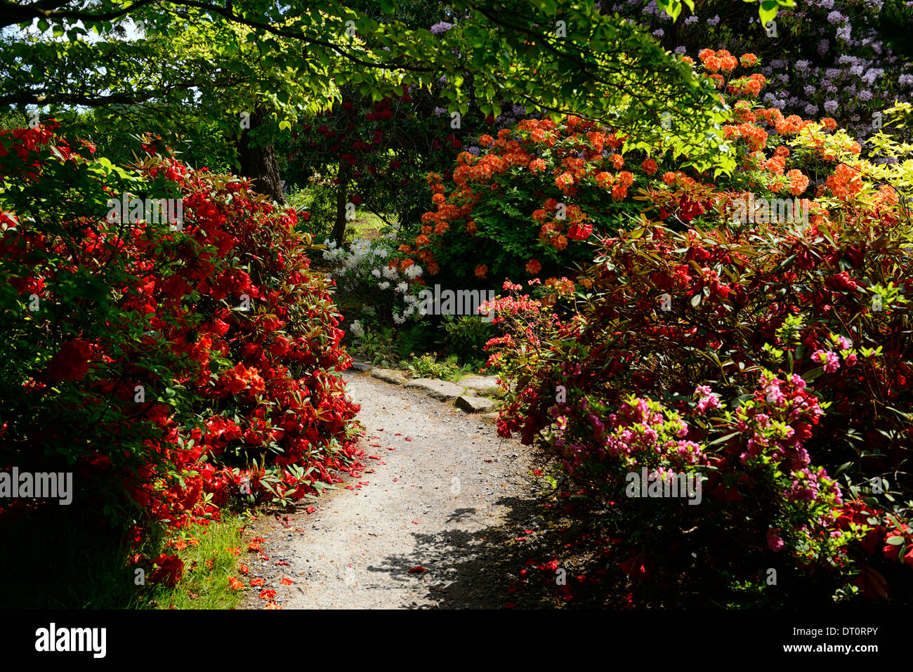 mix mixed rhododendron azaleas shrub shrubs altamont gardens carlow ...