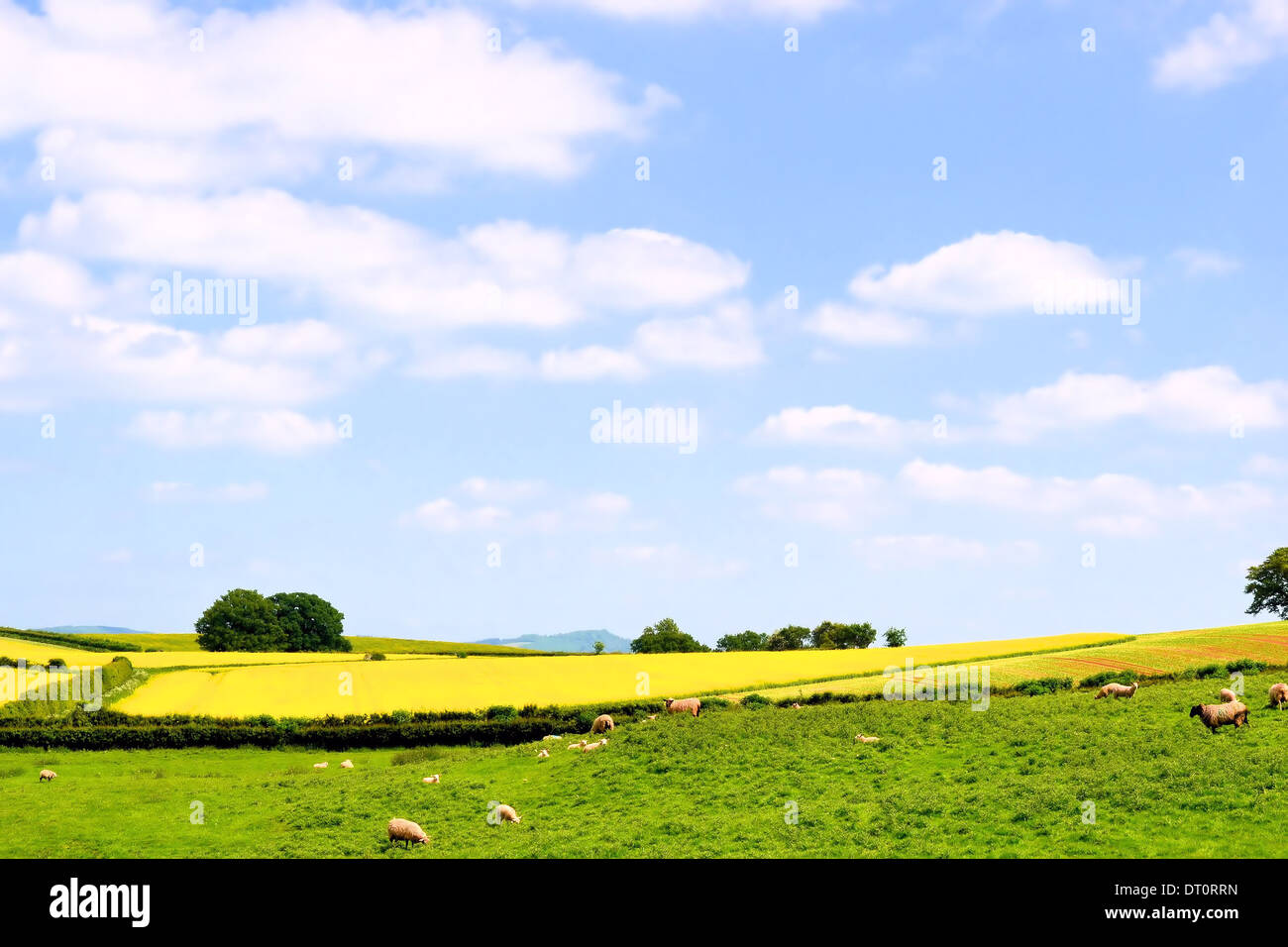 English countryside in summer Stock Photo - Alamy