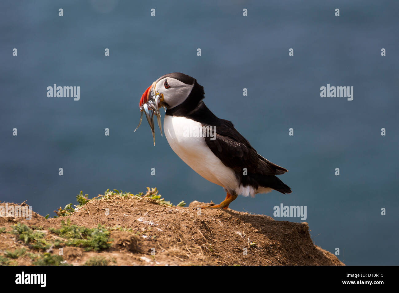 Atlantic Puffin (Fratercula arctica) aka Common Puffin Stock Photo - Alamy