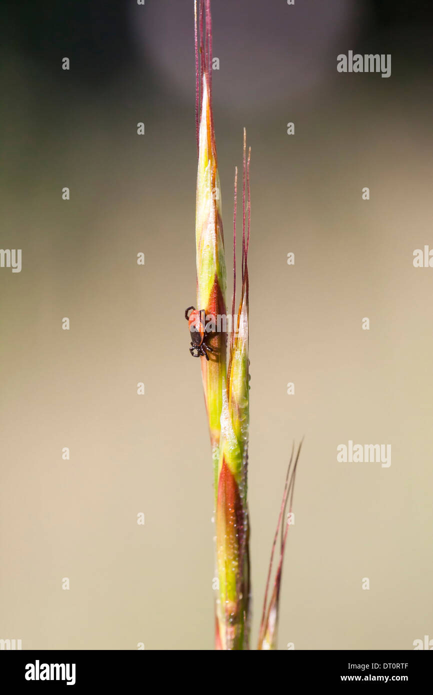 Closeup of a tick on a plant straw Stock Photo - Alamy