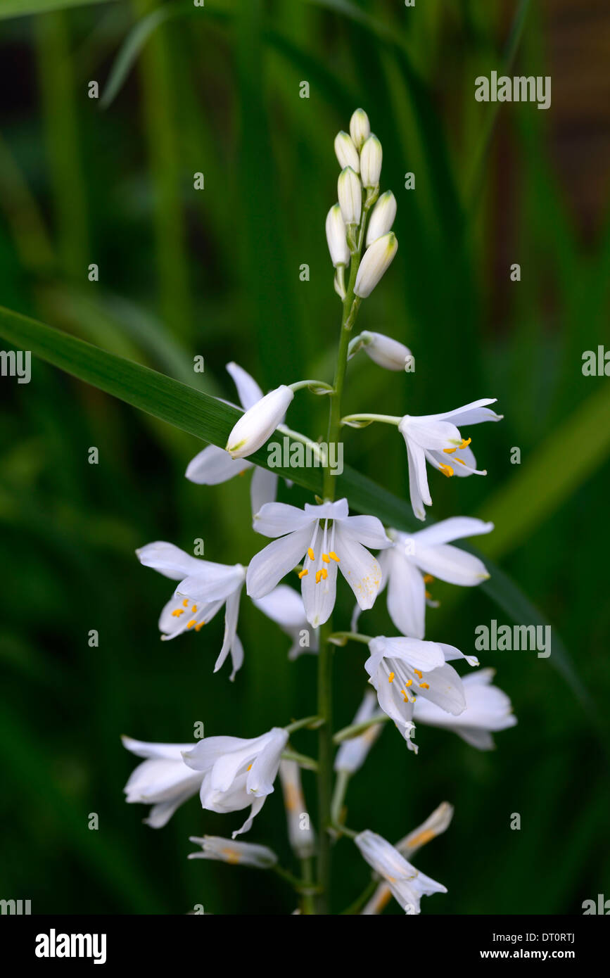 anthericum liliago major white flower flowers flowering St Bernards ...