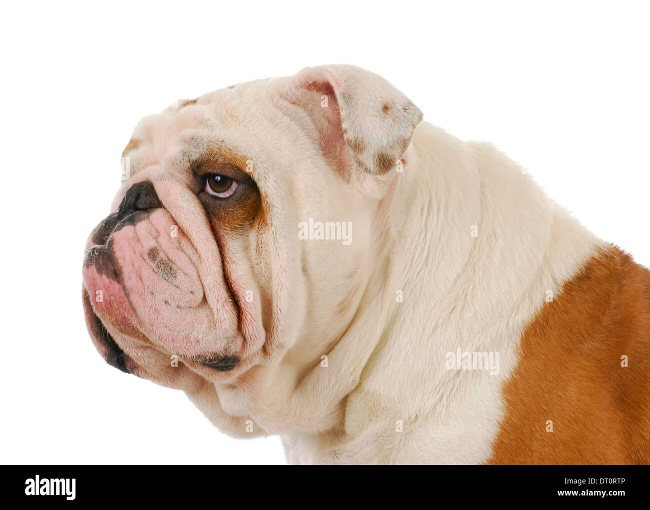 english bulldog head profile on white background Stock Photo - Alamy