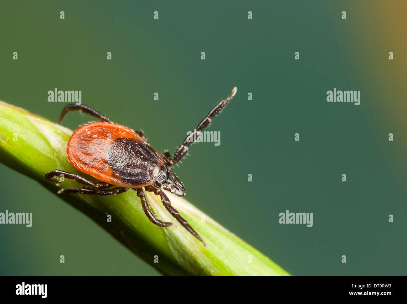 Closeup of a tick on a plant straw Stock Photo - Alamy