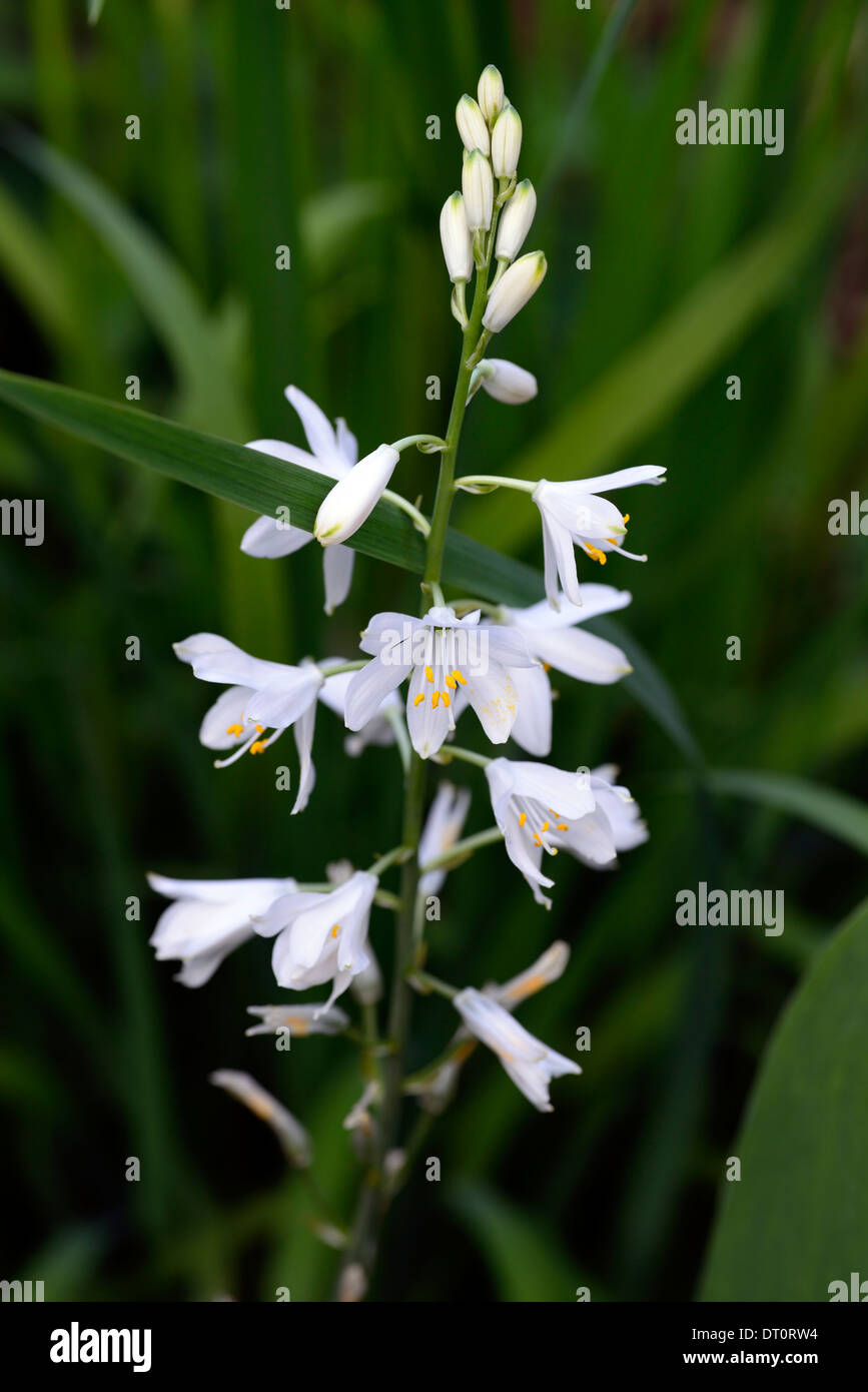 anthericum liliago major white flower flowers flowering St Bernards ...