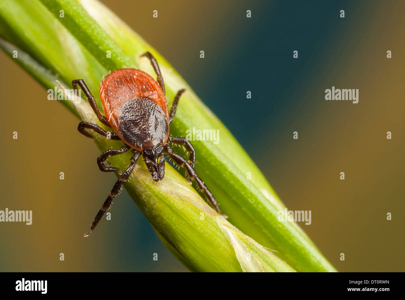 Closeup of a tick on a plant straw Stock Photo - Alamy