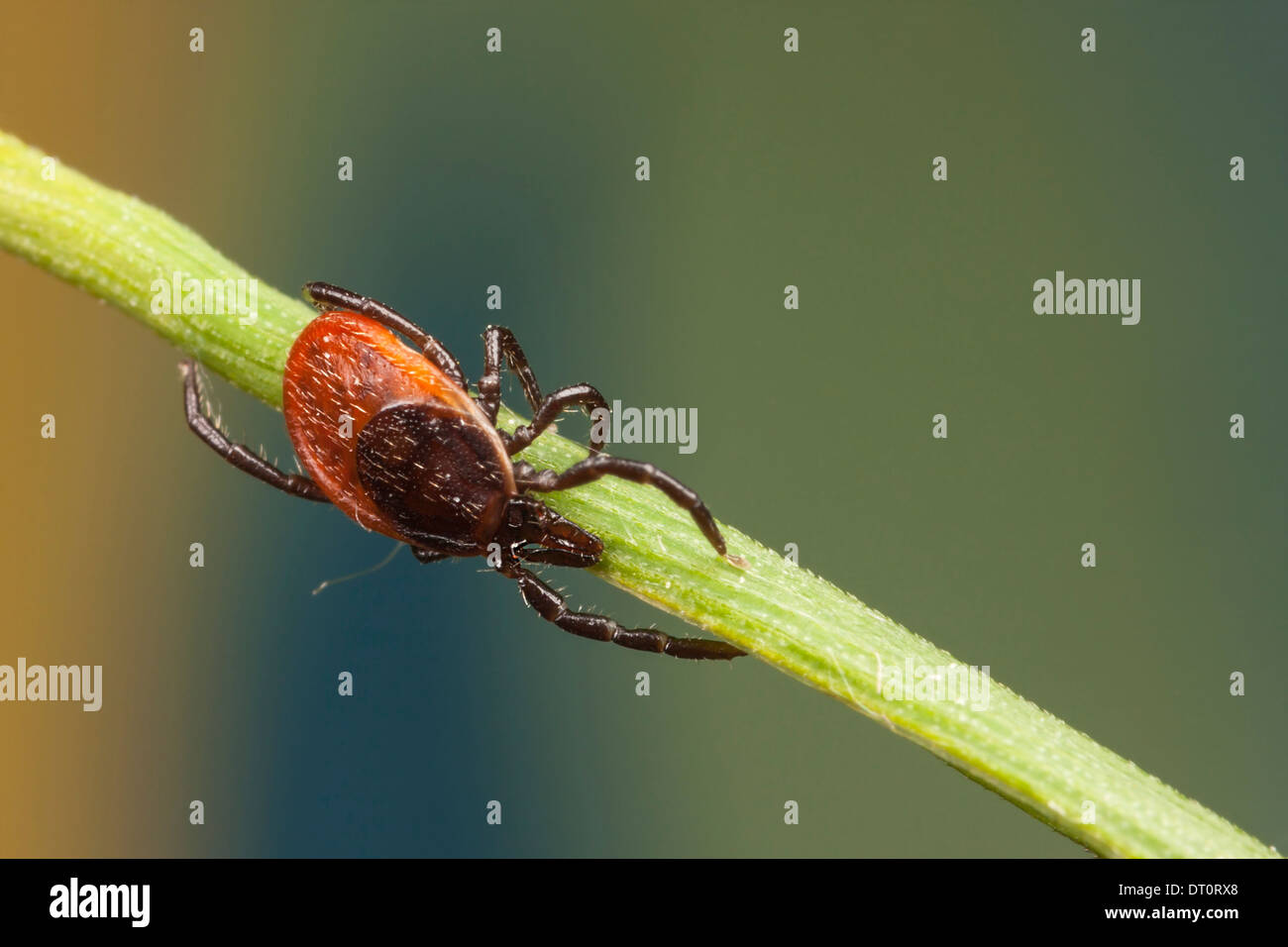 Closeup of a tick on a plant straw Stock Photo - Alamy