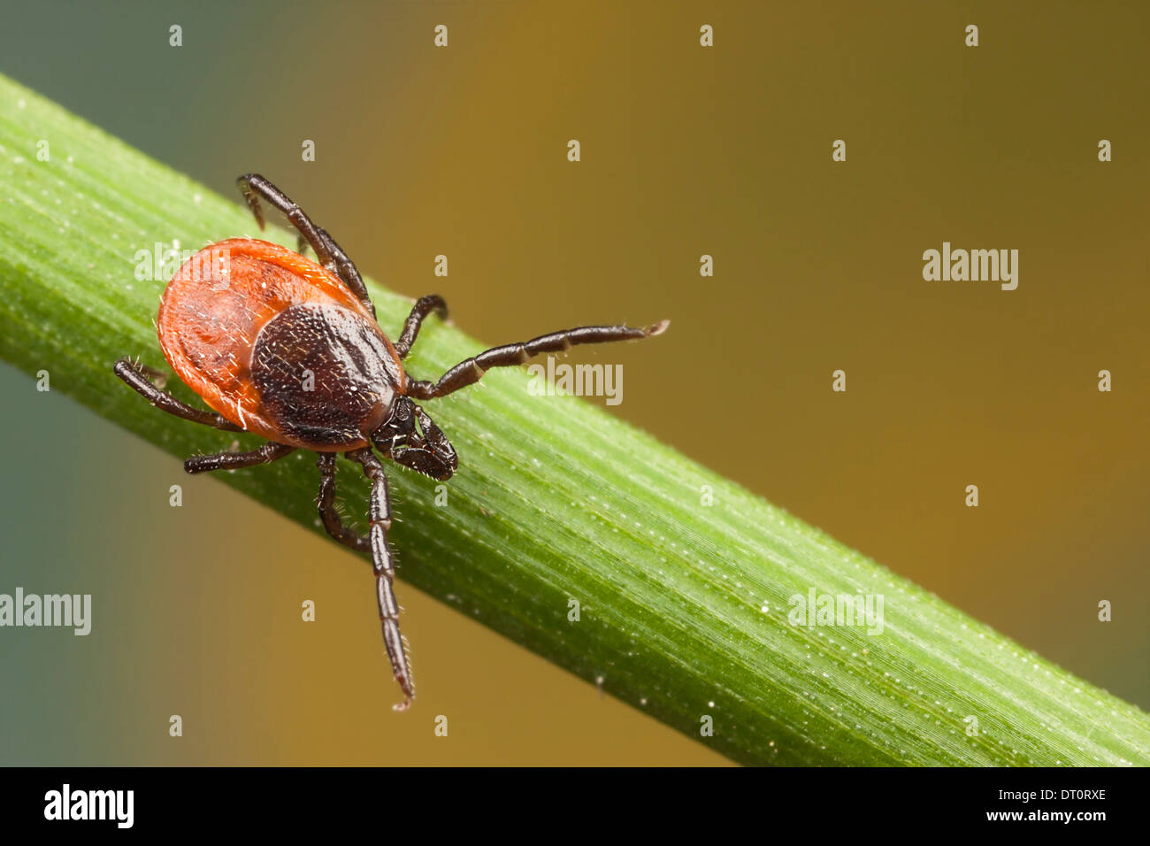 Tick insect hi-res stock photography and images - Alamy