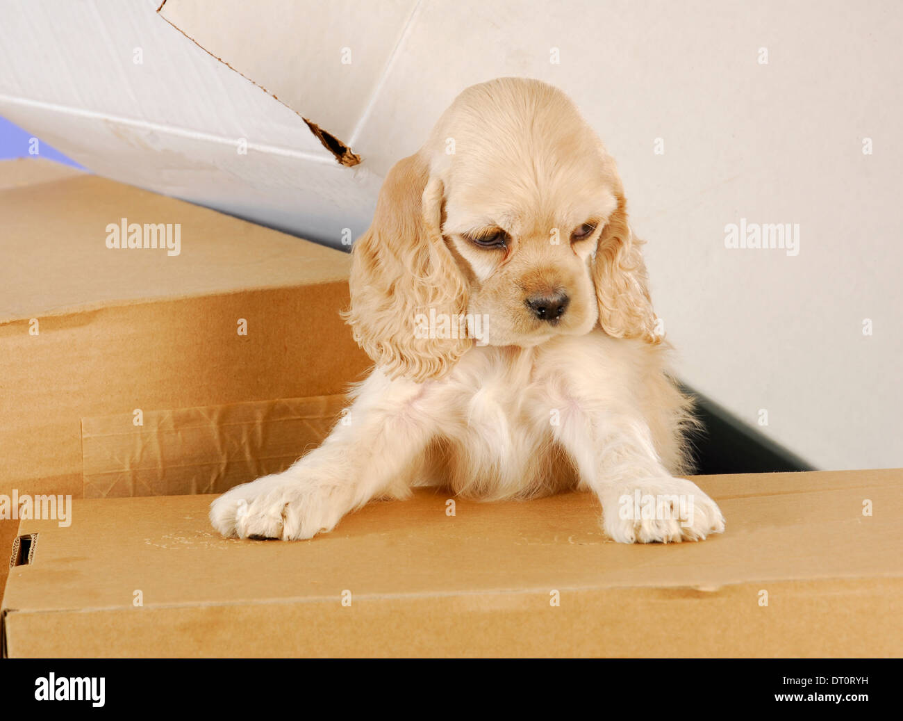 cute cocker spaniel puppy climbing in cardboard boxes Stock Photo - Alamy
