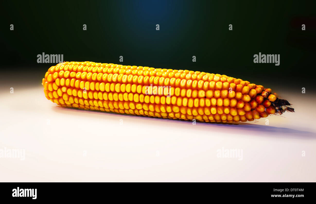 Corn, is a large grain plant domesticated by indigenous peoples in ...