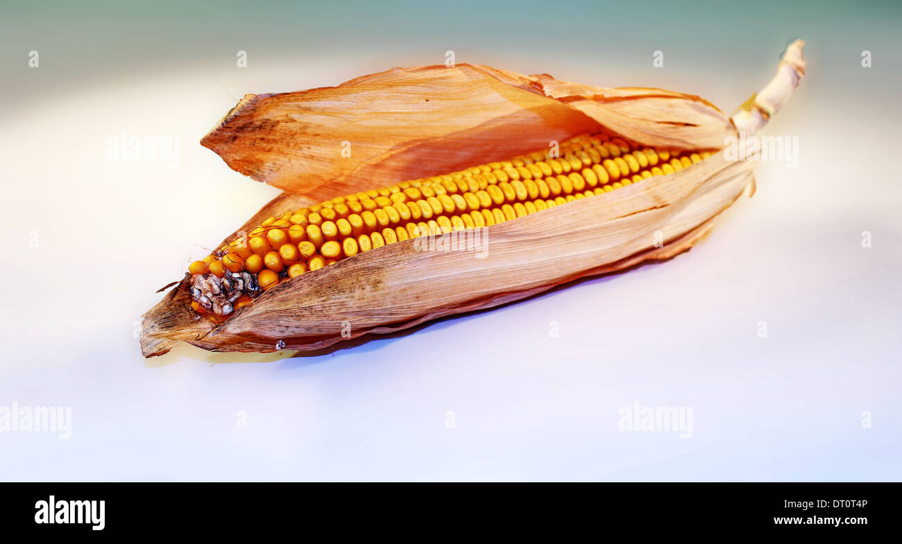 Corn, is a large grain plant domesticated by indigenous peoples in ...