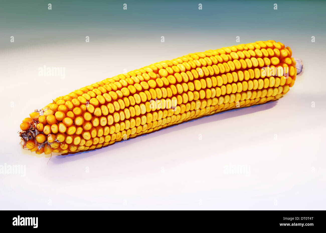 Corn, is a large grain plant domesticated by indigenous peoples in ...