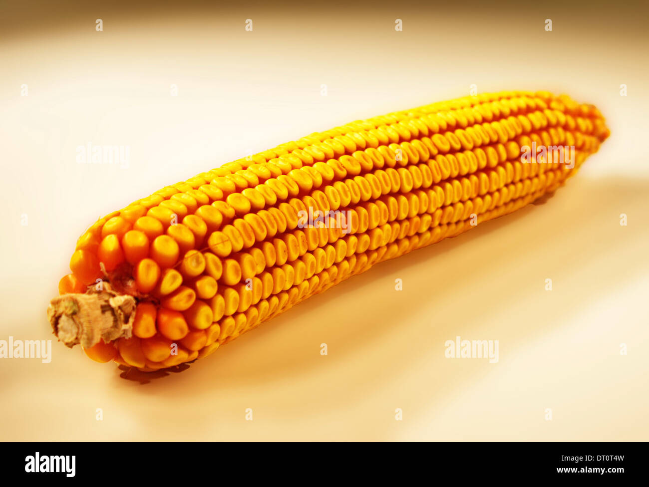 Corn, is a large grain plant domesticated by indigenous peoples in ...