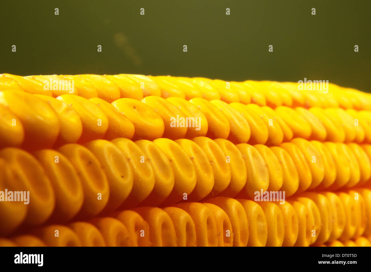 Corn, is a large grain plant domesticated by indigenous peoples in ...