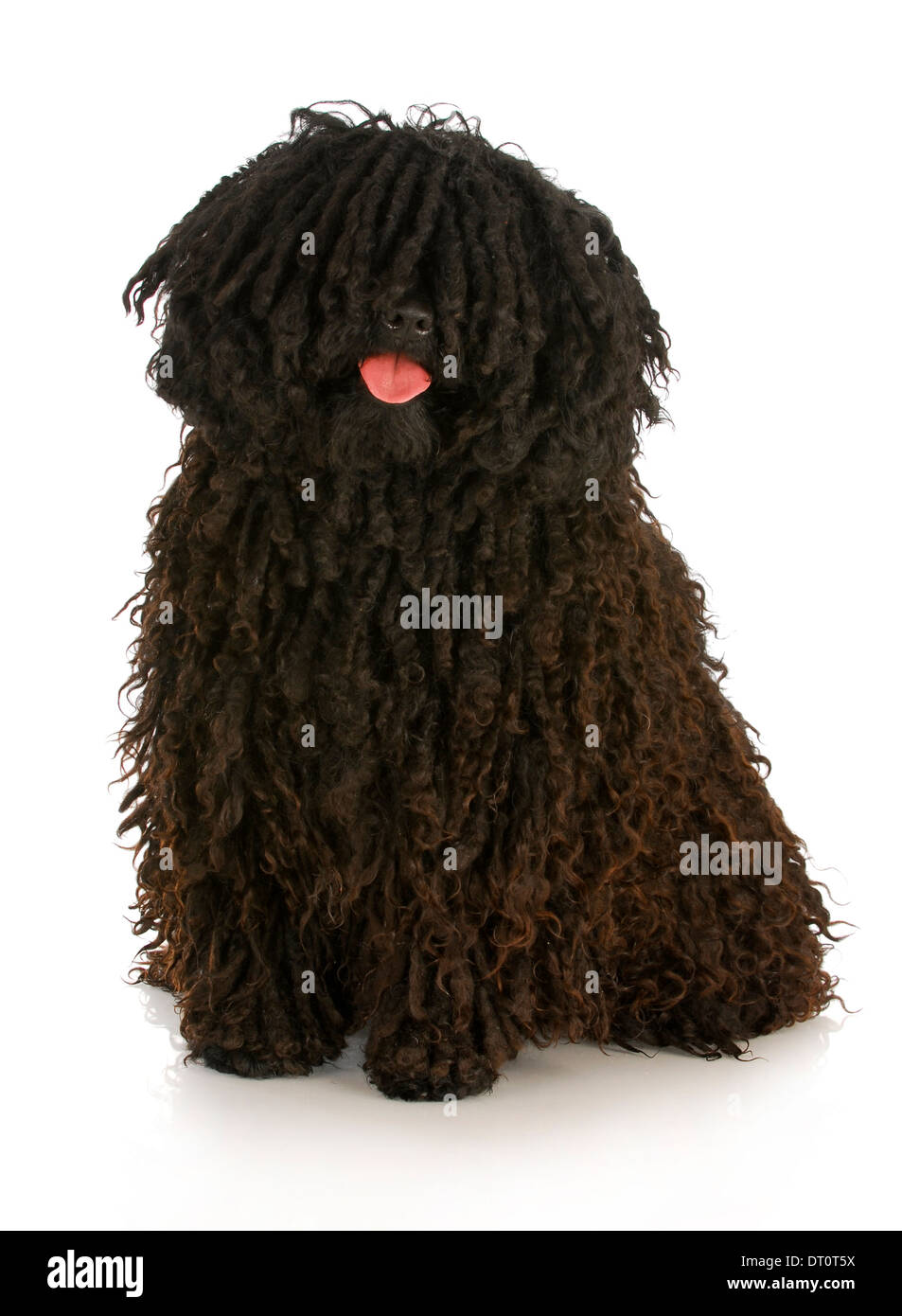 corded puli - hungarian herding dog with reflection on white Stock ...