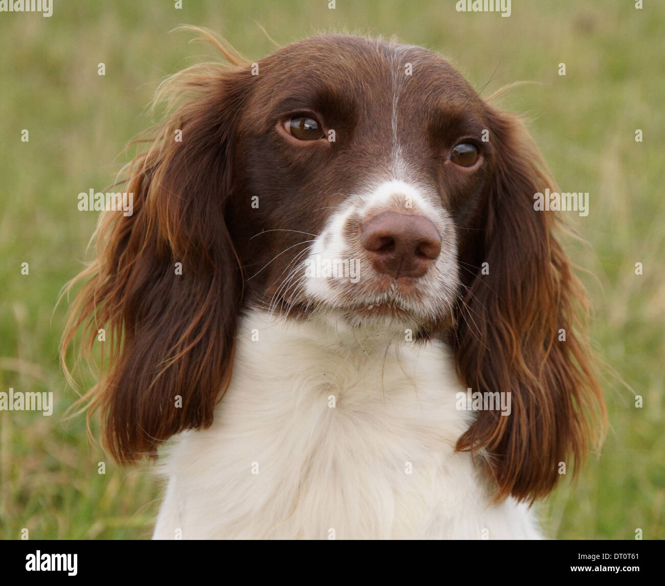 Young liver and white Springer Spaniel Stock Photo - Alamy
