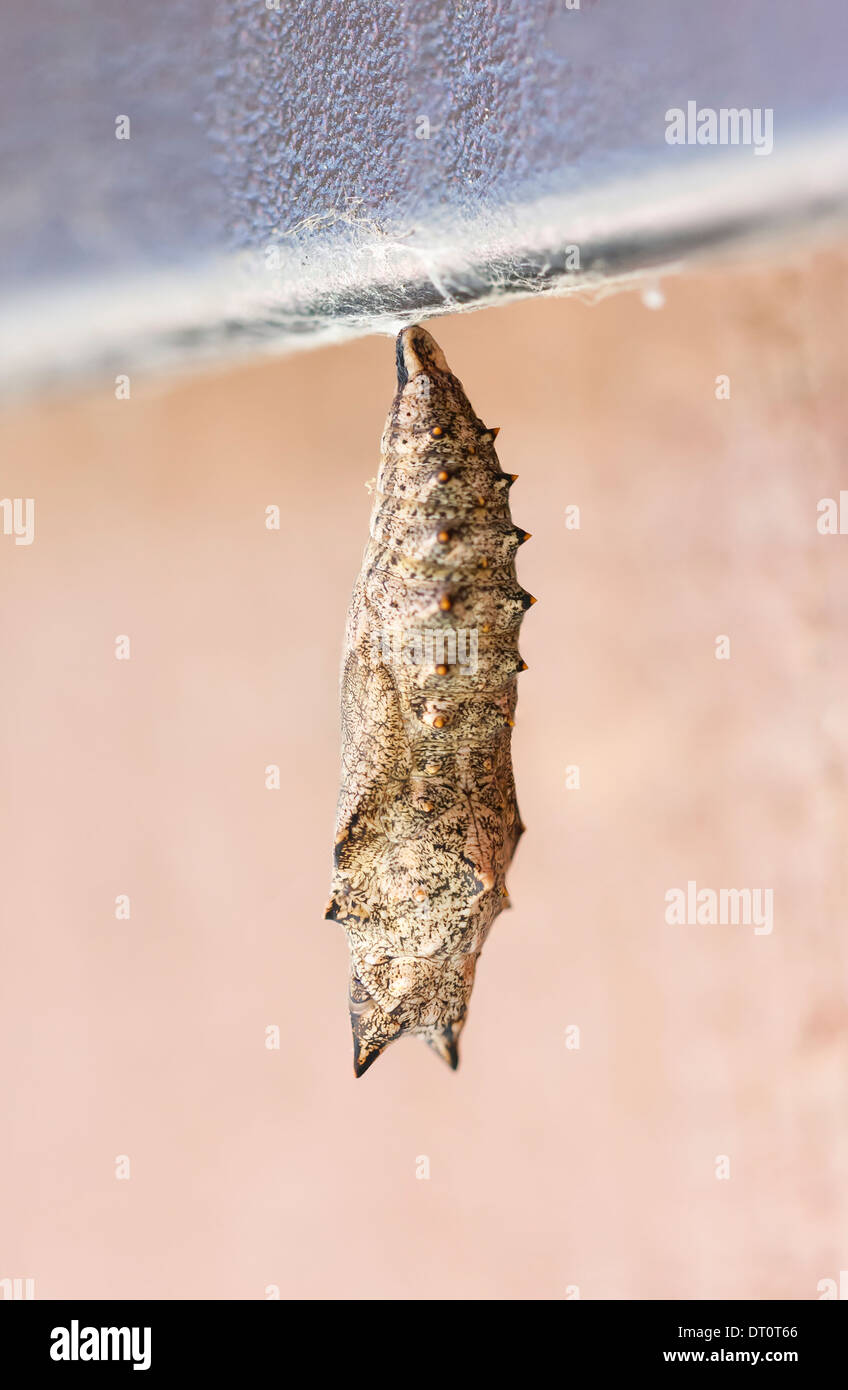 An insect or larva hanging on an edge Stock Photo - Alamy