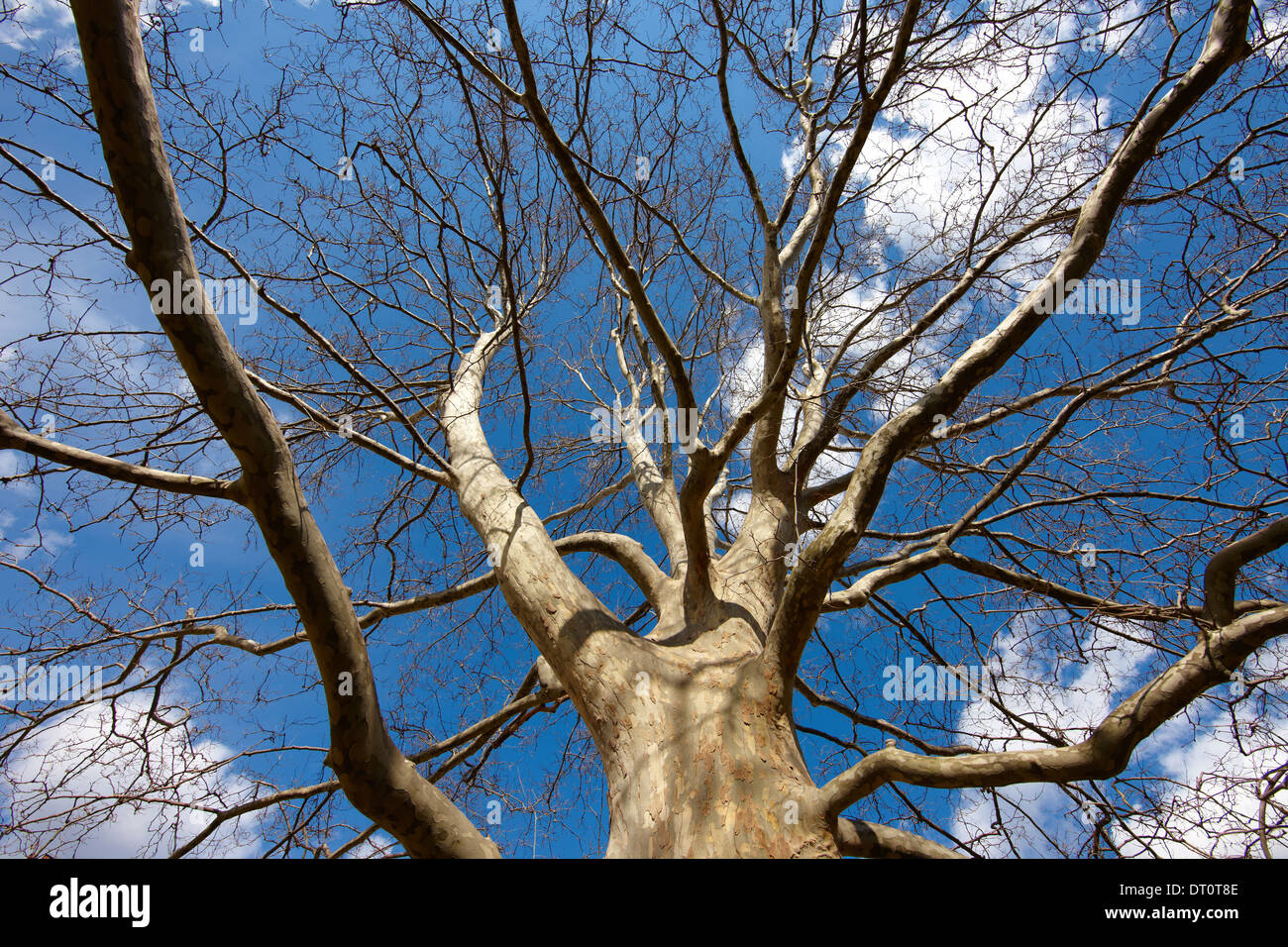 Tree crown cover hi-res stock photography and images - Alamy