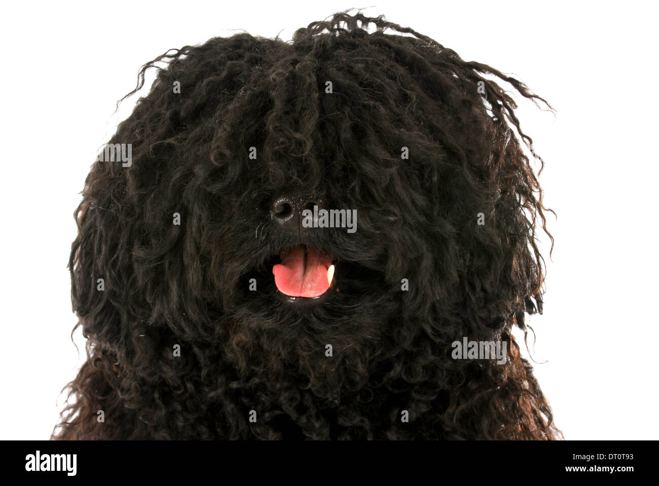 Hungarian puli dog hi-res stock photography and images - Alamy