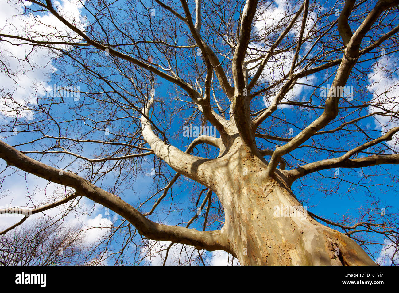 Bottom view of a tree against a blue sky with clouds Stock Photo - Alamy