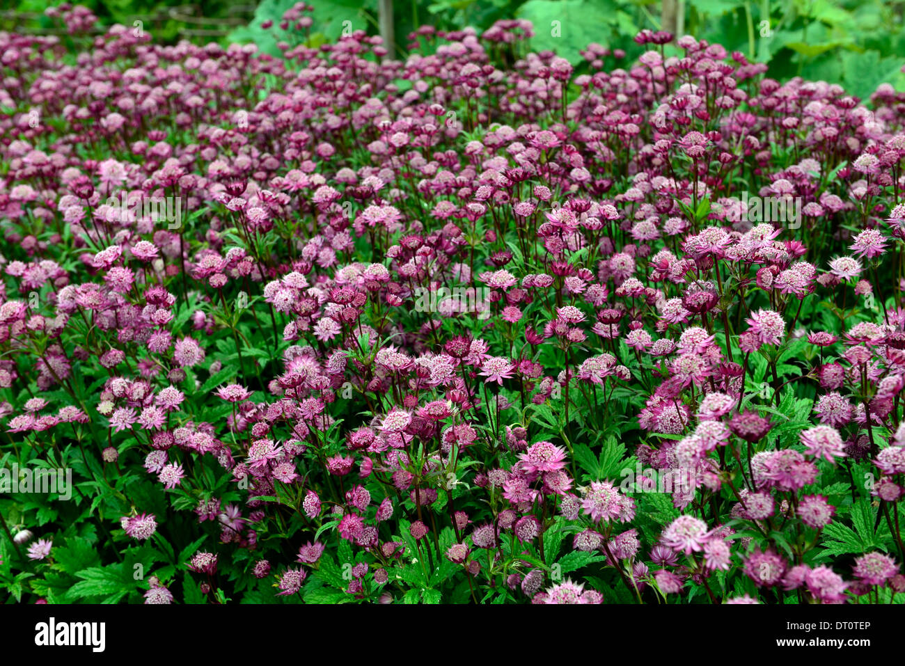 astrantia major hadspen blood masterworts red maroon flower flowers ...