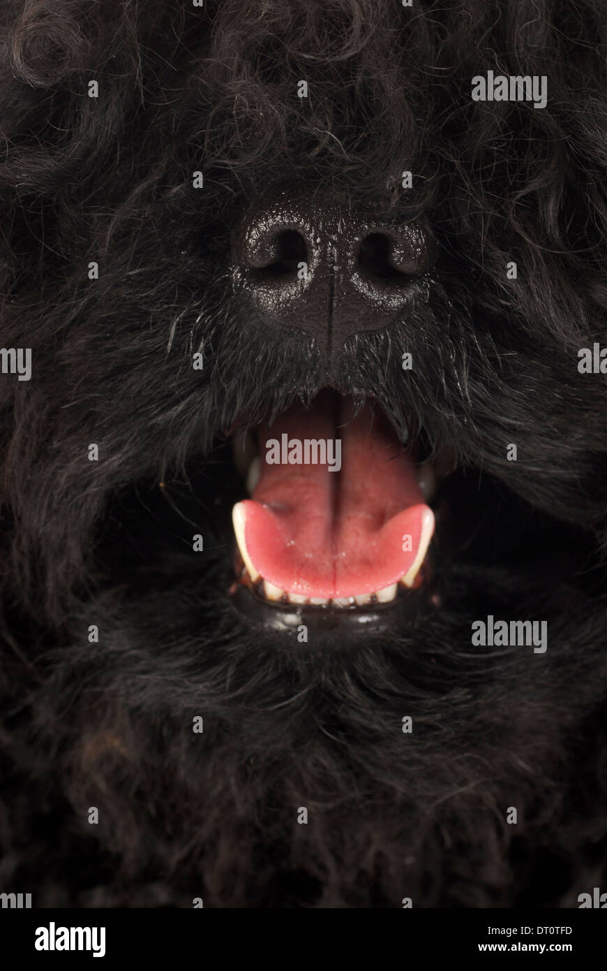 Hungarian puli dog hi-res stock photography and images - Alamy