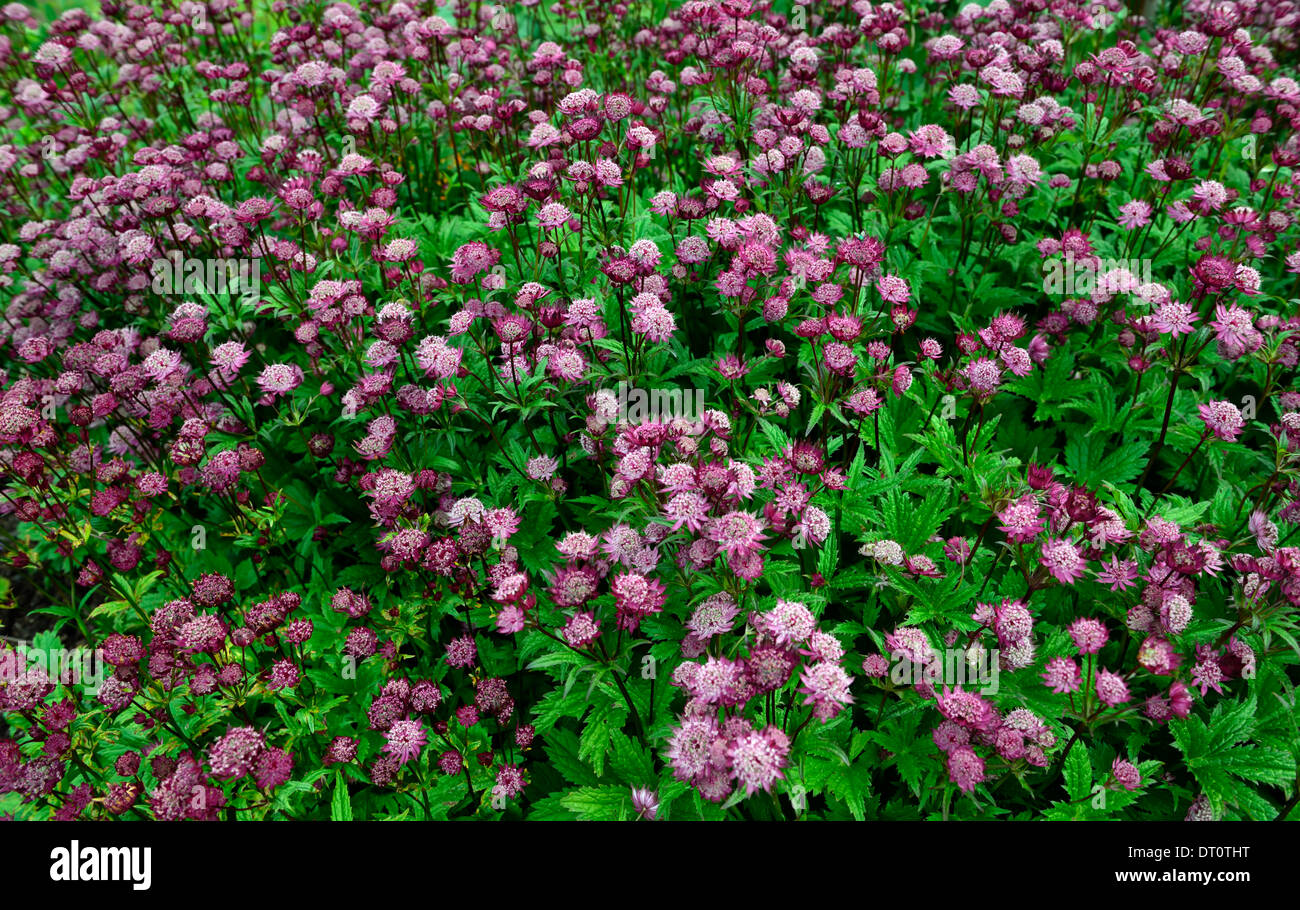 astrantia major hadspen blood masterworts red maroon flower flowers ...