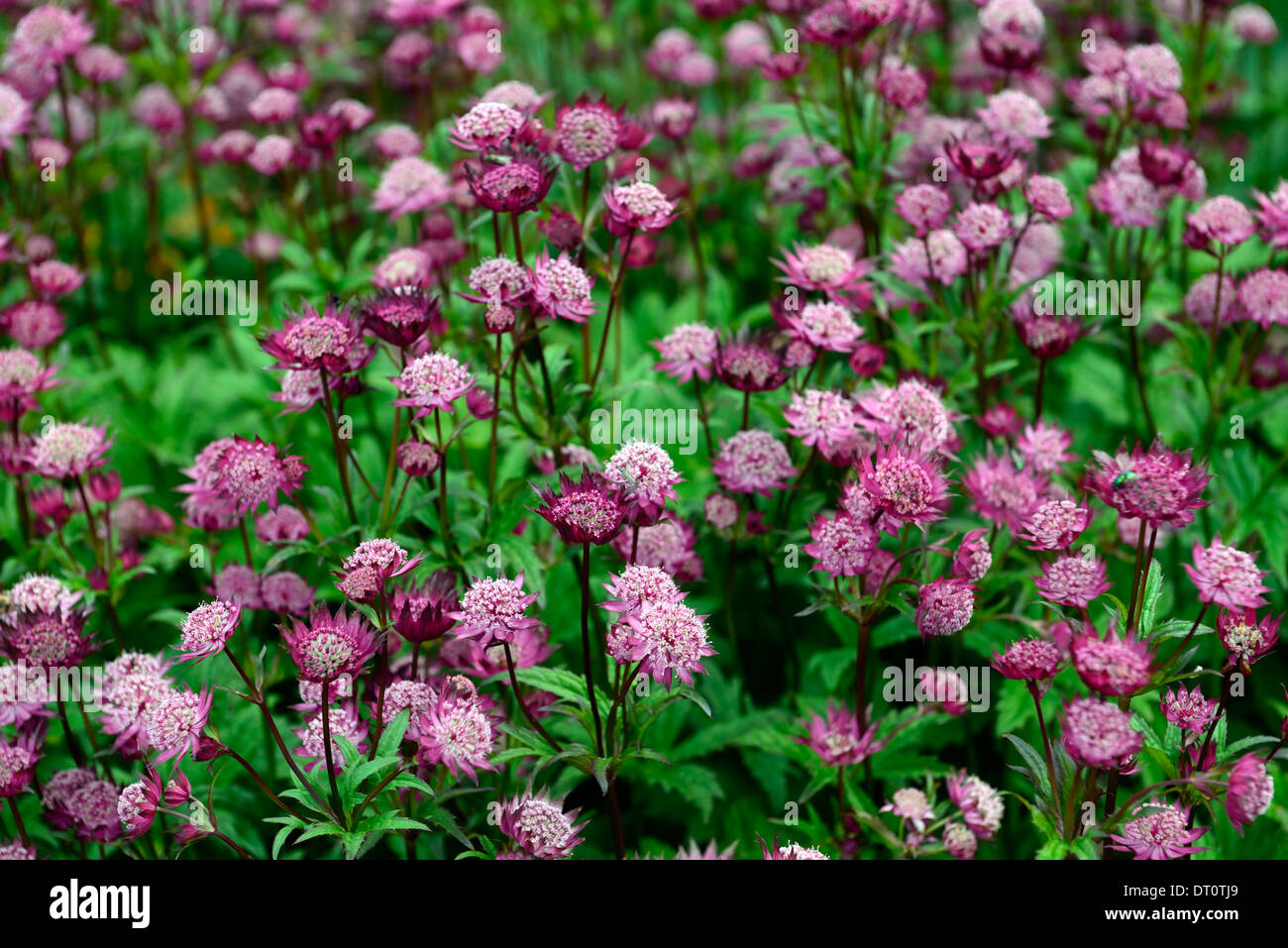 astrantia major hadspen blood masterworts red maroon flower flowers ...