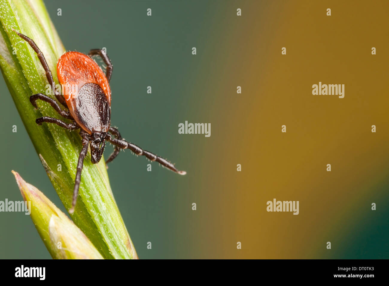 Closeup of a tick on a plant straw Stock Photo - Alamy