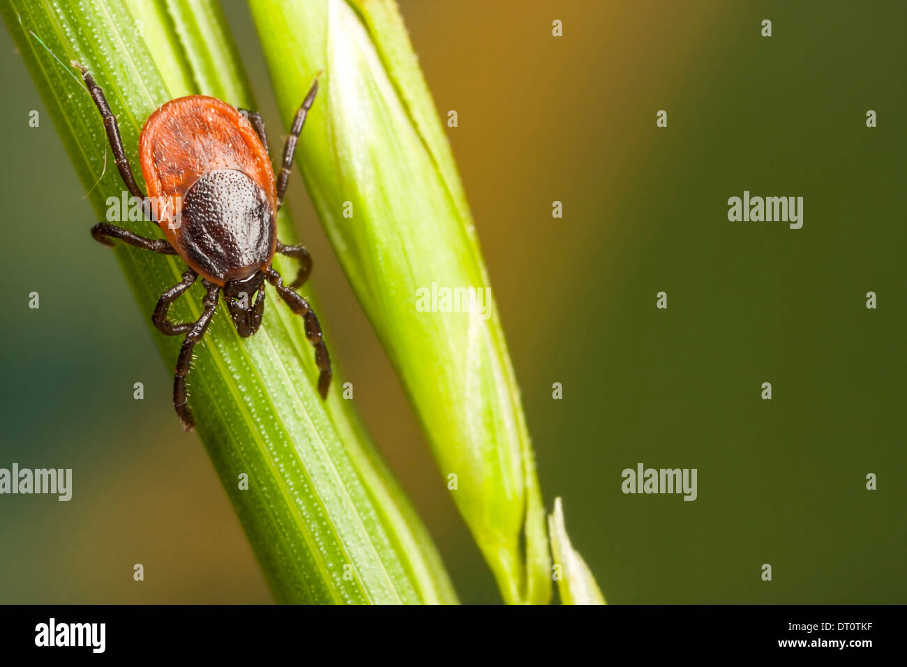 Closeup of a tick on a plant straw Stock Photo - Alamy