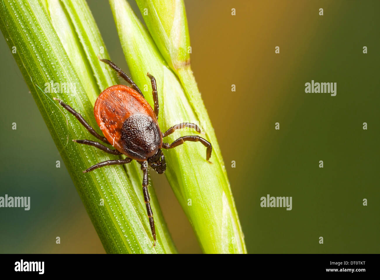 Closeup of a tick on a plant straw Stock Photo - Alamy