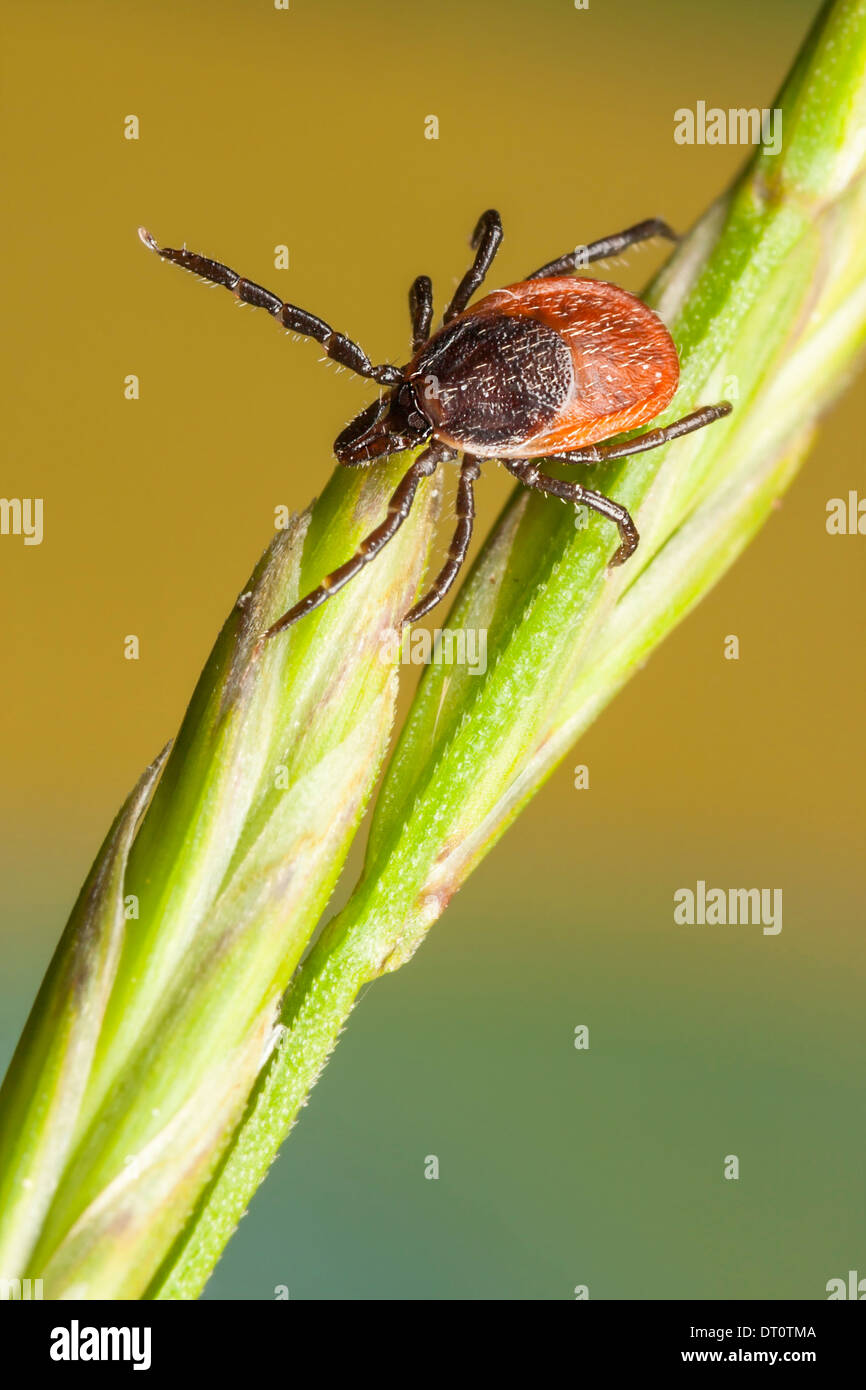 Closeup of a tick on a plant straw Stock Photo - Alamy