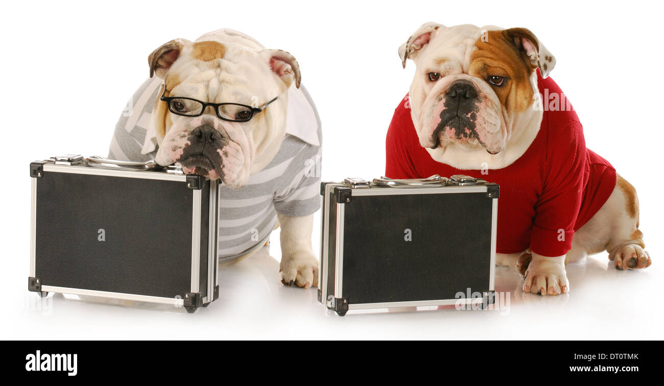 two working dogs - english bulldog wearing clothing and carrying ...
