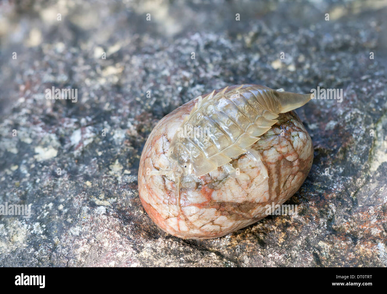 Closeup of a little crab on a round stone Stock Photo - Alamy