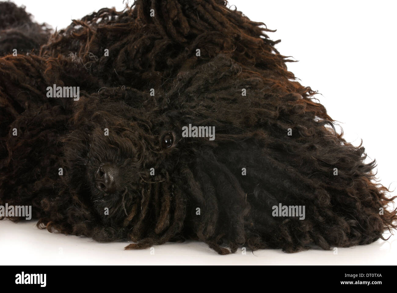 dog roll over - corded puli laying on back looking at viewer ...