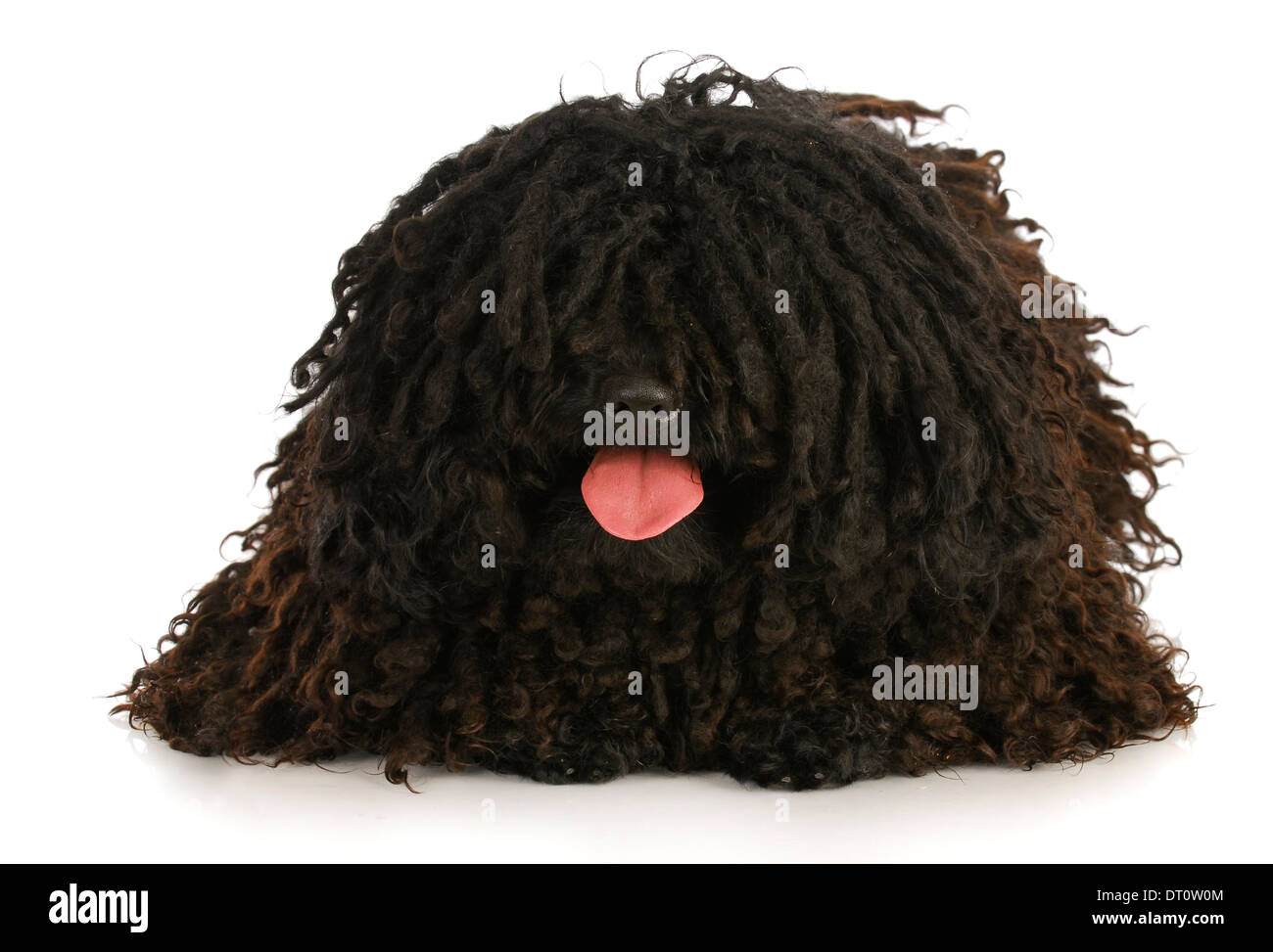 corded puli panting - hungarian herding dog laying down on white ...