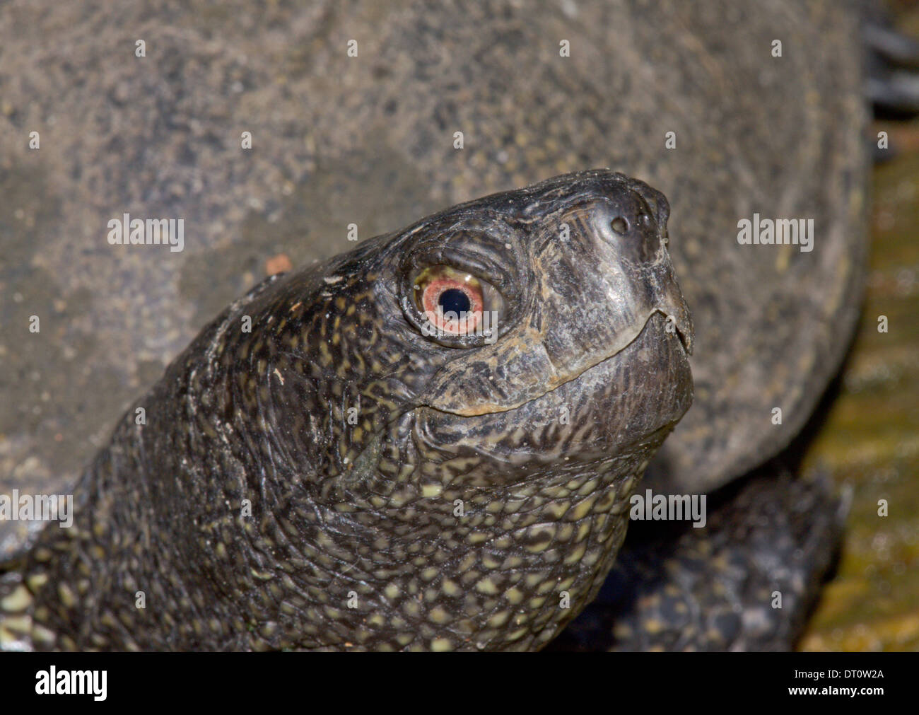 European Pond Tortoise Female Close-up (Emys orbicularis Stock Photo ...