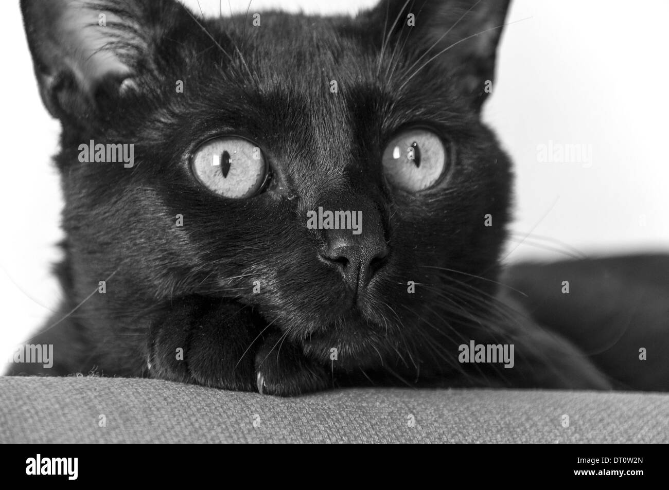 A black cat's curious stare Stock Photo - Alamy