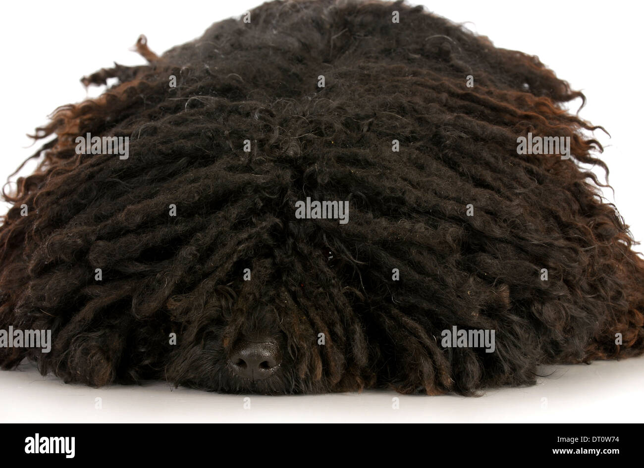 Hungarian puli dog hi-res stock photography and images - Alamy