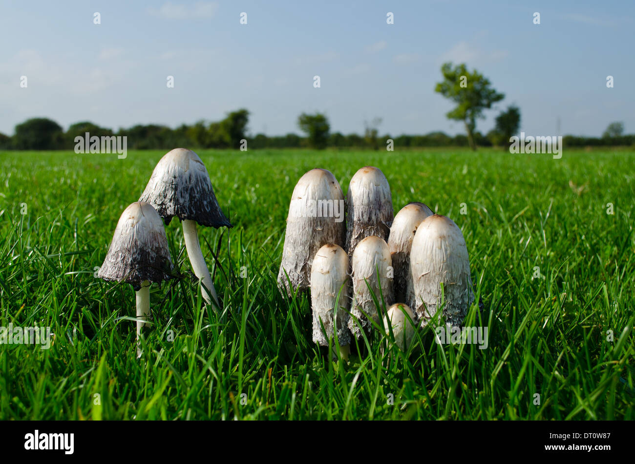 Inkcap mushrooms hi-res stock photography and images - Alamy