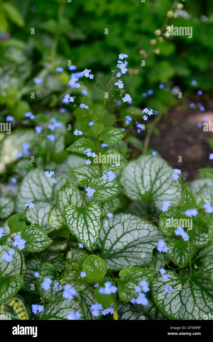 Brunnera Jack Frost blue flowers flower flowering woodland shade loving ...